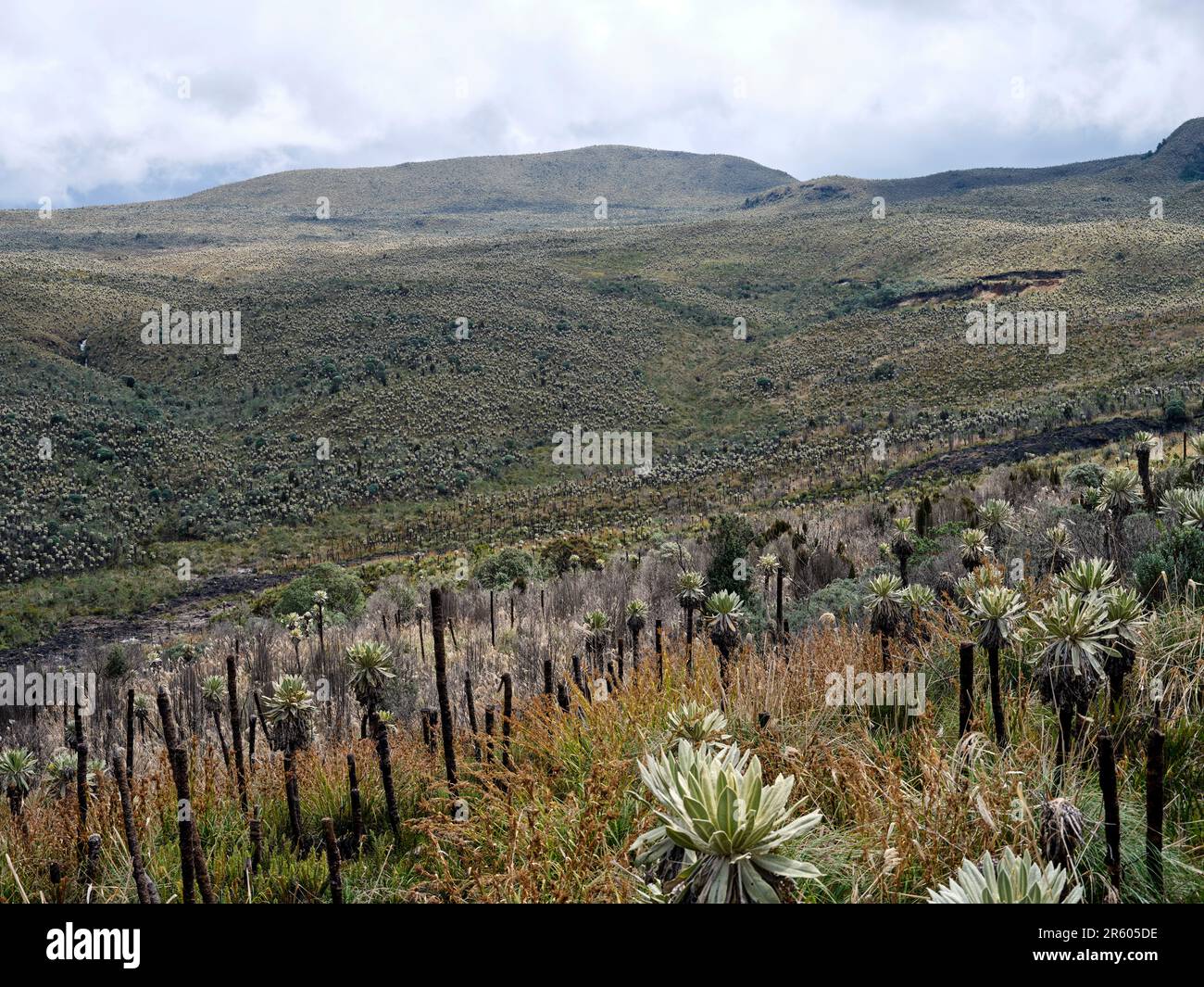 High altitude Paramo landscape with Frailejones plants Stock Photo - Alamy