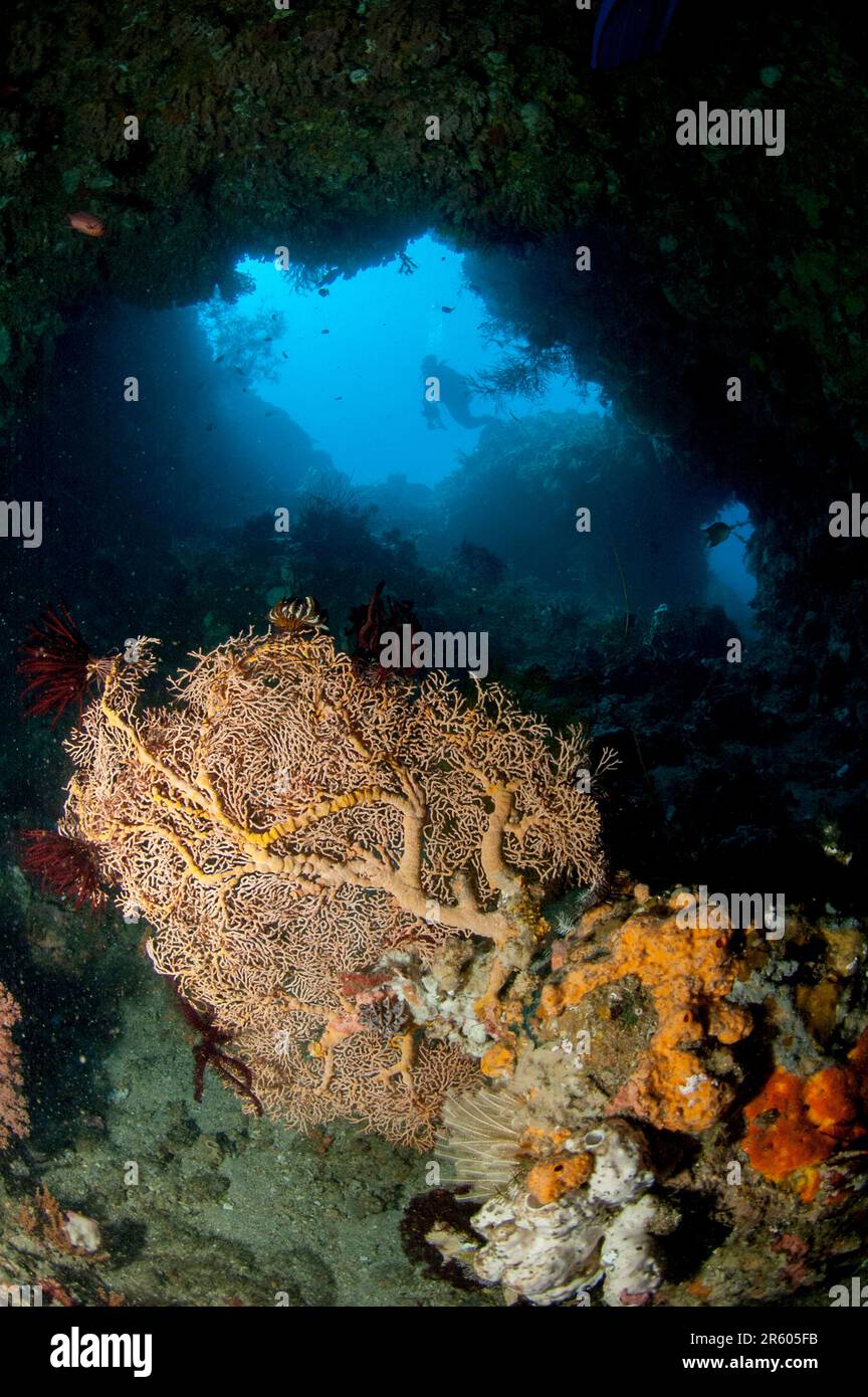 Sea Fan, Melithaea sp, in cave and diver at entrance, Angel's Window ...