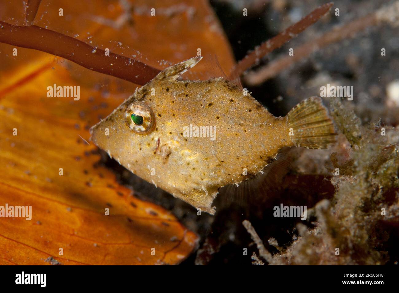 Diamond Filefish, Rudarius excelsus, TK3 dive site, Lembeh Straits ...