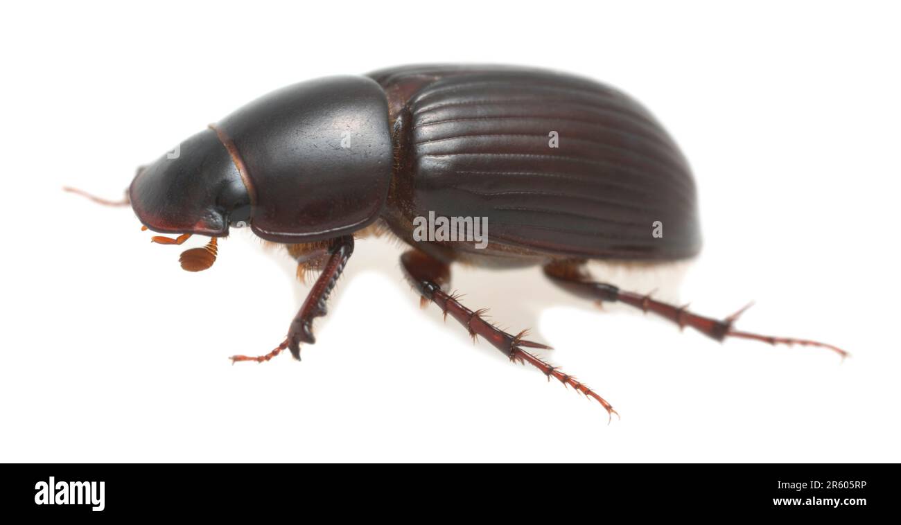 Dungbeetle Cut Out Stock Images & Pictures - Alamy