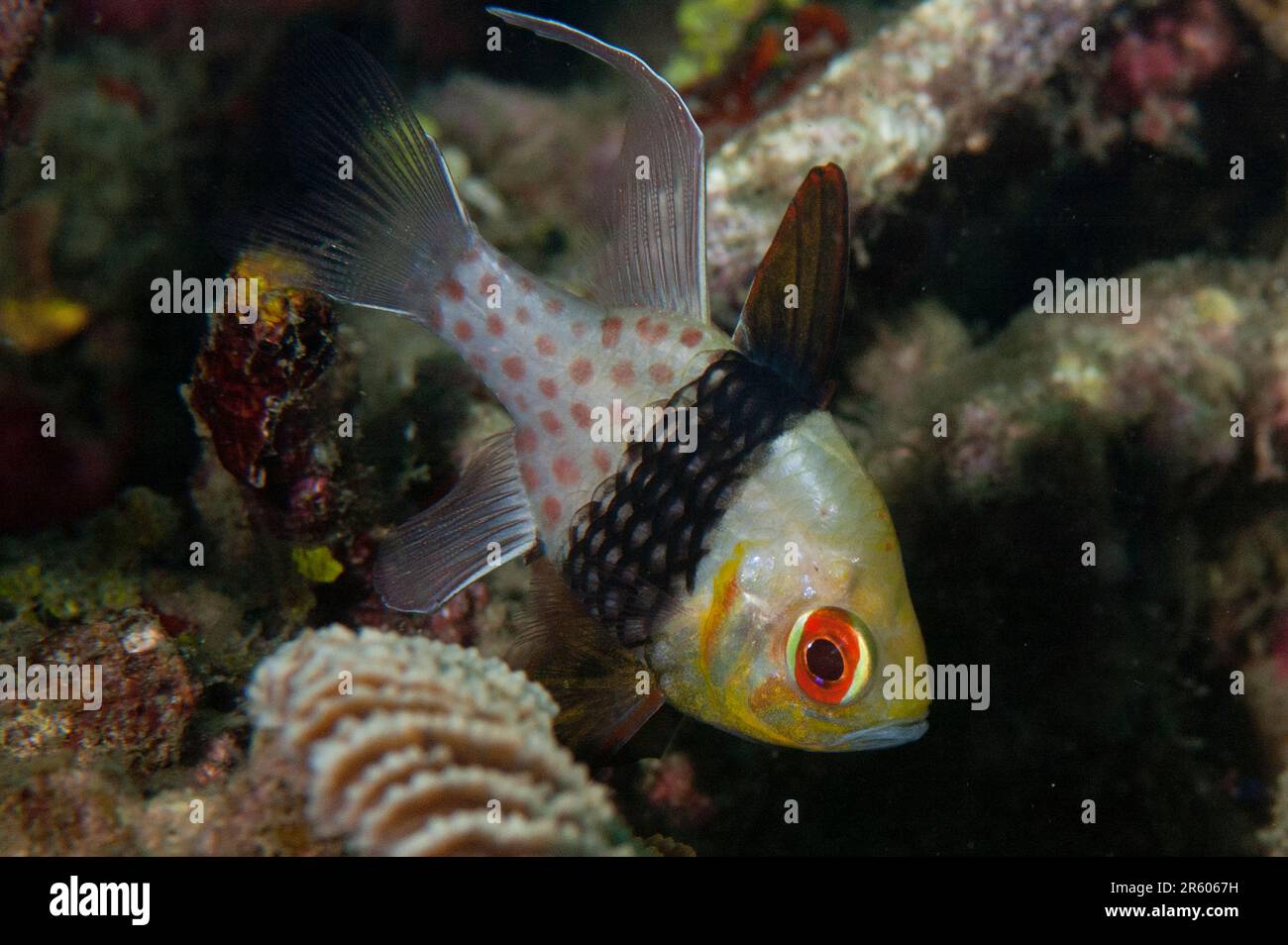 Pajama Cardinalfish, Sphaeramia nematoptera, Lembeh Island Resort House ...