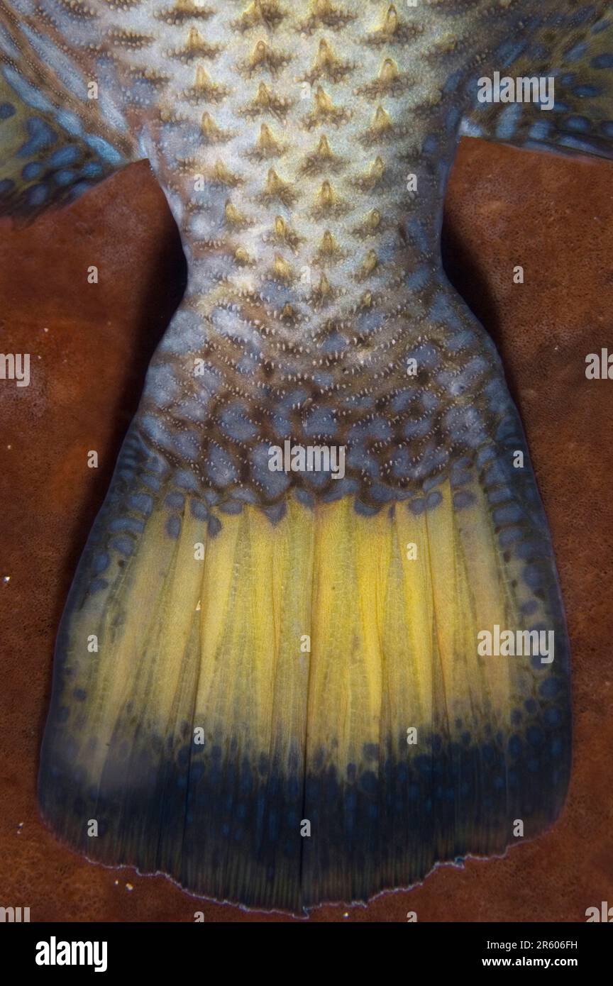 Titan Triggerfish, Balistoides viridescens, tail with small spines ...