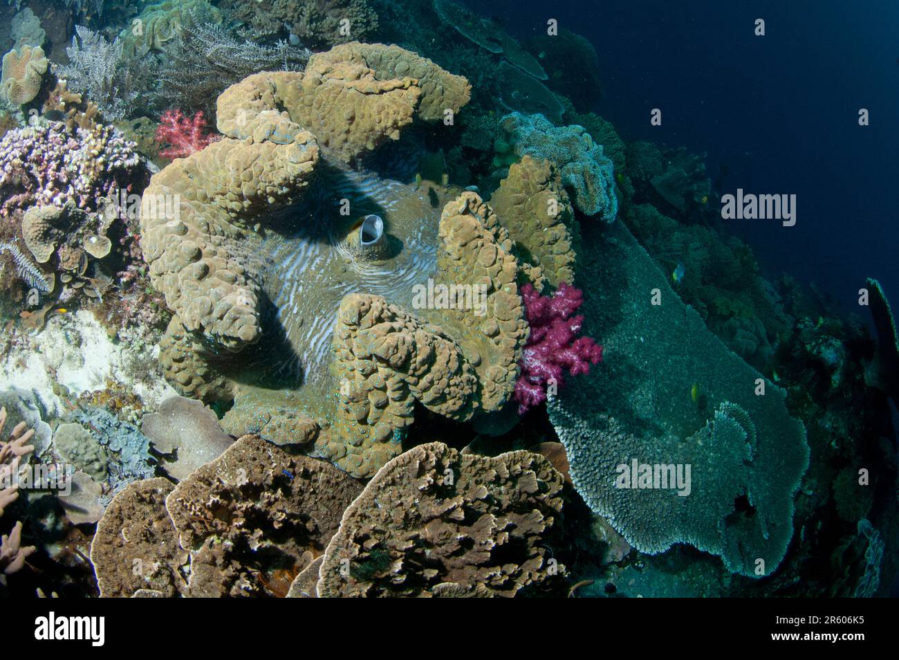 Reef scene with Fluted Giant Clam, Tridacna squamosa, Raja Ampat, West ...