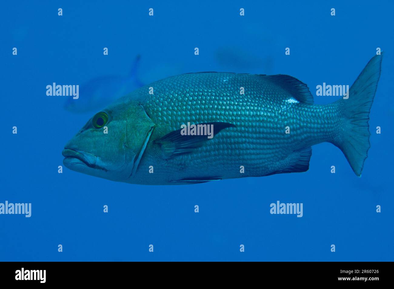 Juvenile Red Snapper, Lutjanus bohar, Raja Ampat, West Papua, Indonesia ...