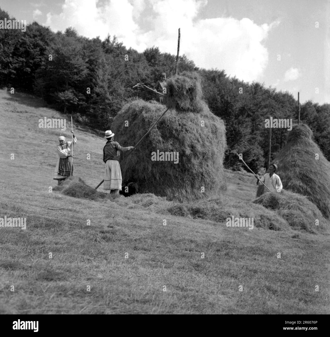 Maramures County, Romania, approx. 1976. Farmers building a large ...