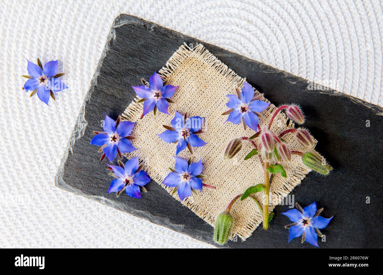 Beautiful dark blue edible flower Borago officinalis (Borago or borage ...