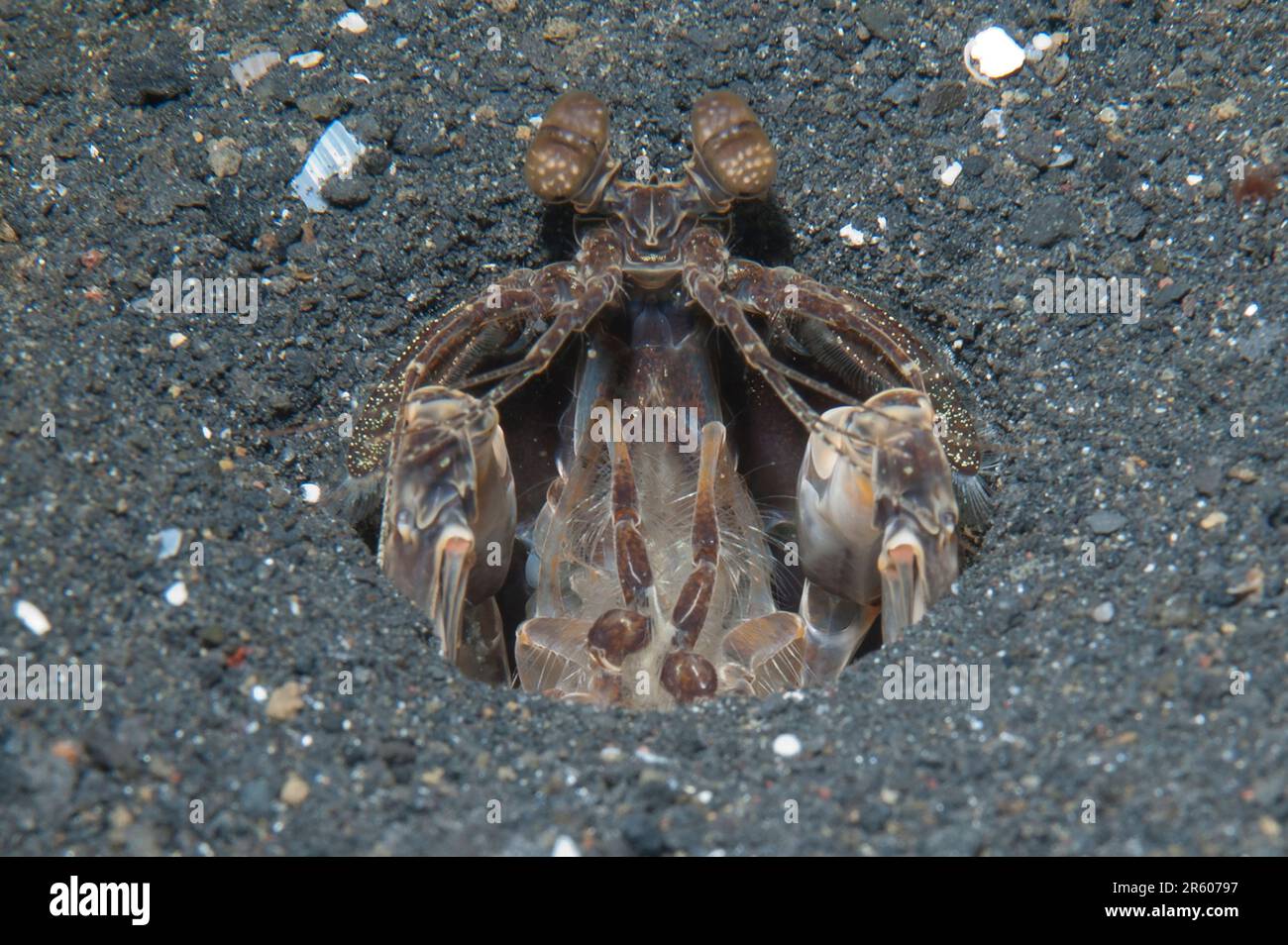 Thirteen Teeth Mantis Shrimp, Lysiosquilla tredecimdentata, in hole ...