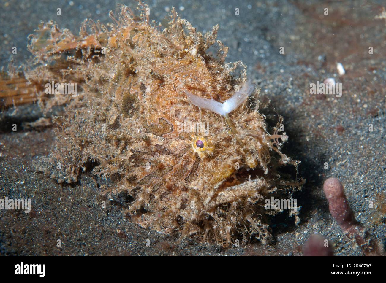 Striped Frogfish, Antennarius striatus, with worm-like lure on sand ...