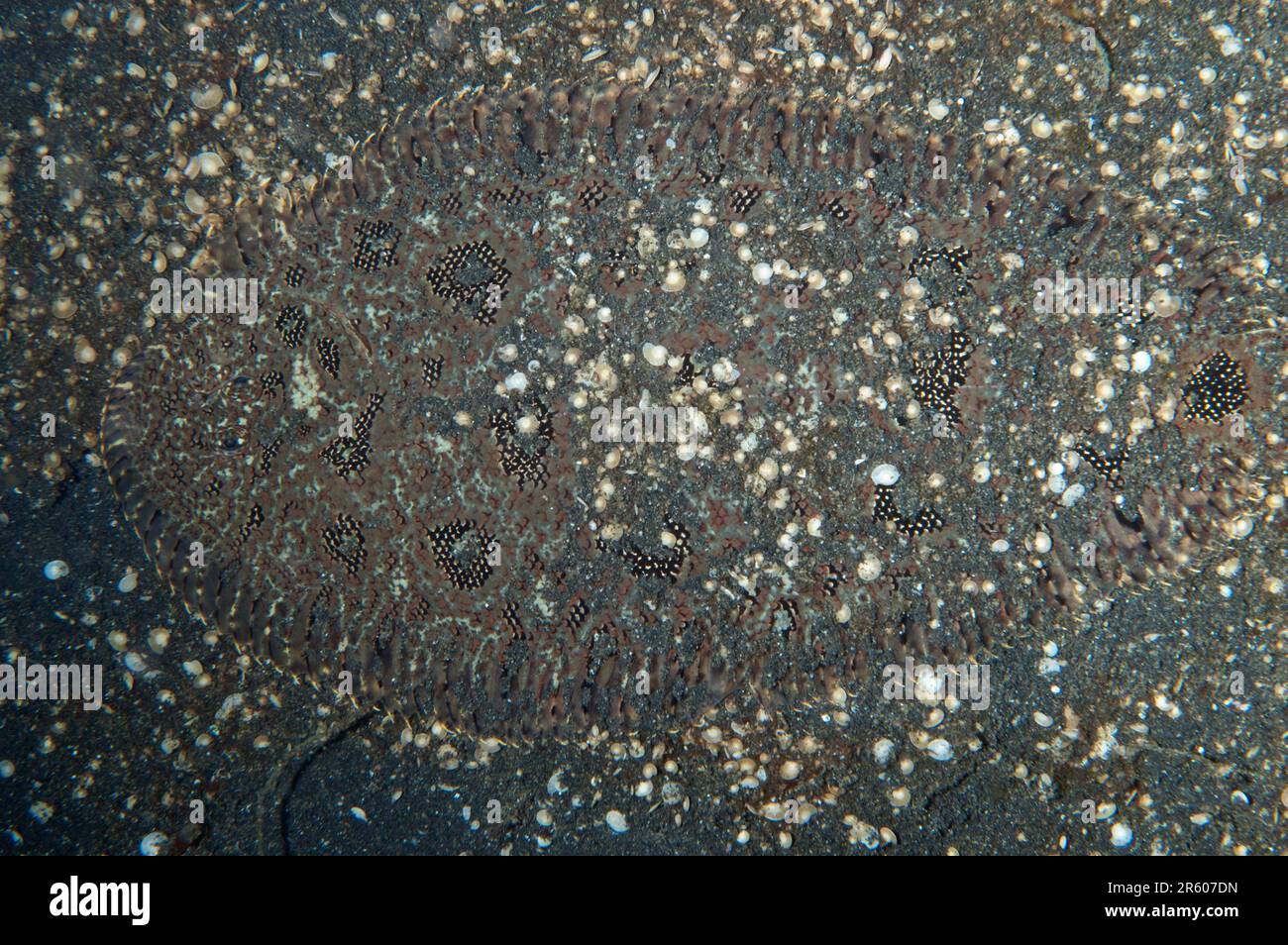 Hartzfeld's Sole, Heteromycteris hartfeldii, on sand, Retak Larry dive ...