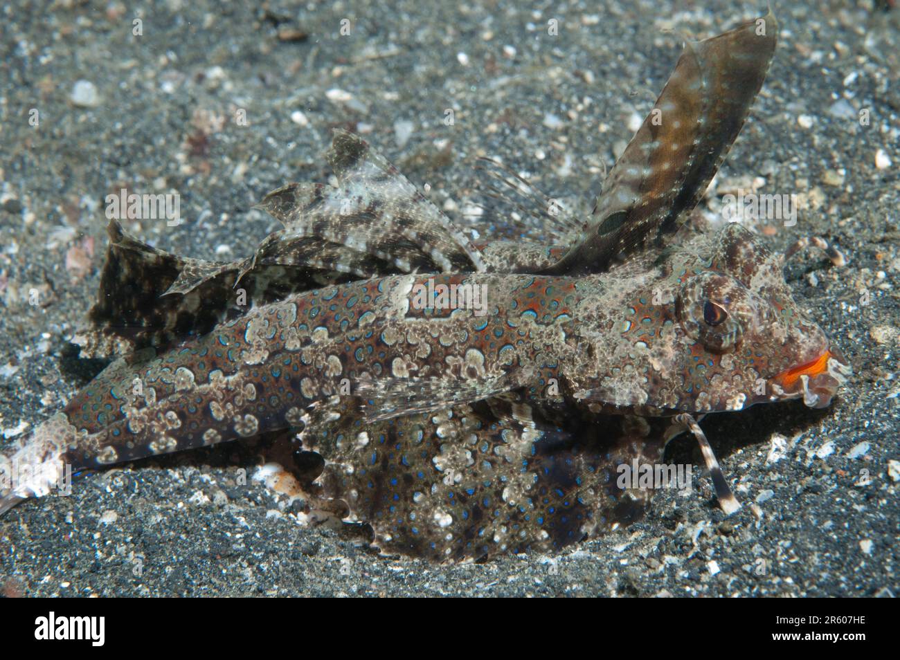 Kuiter's Dragonet, Dactylopus kuiteri, with extended dorsal fin, Retak ...