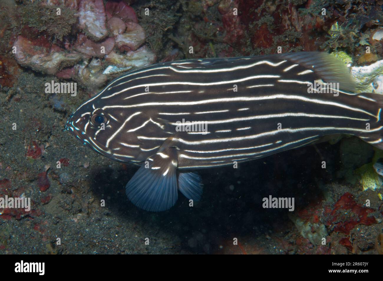 Six stripe grouper hi-res stock photography and images - Alamy