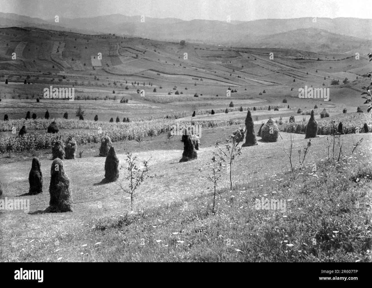 Crops grass Black and White Stock Photos & Images - Alamy