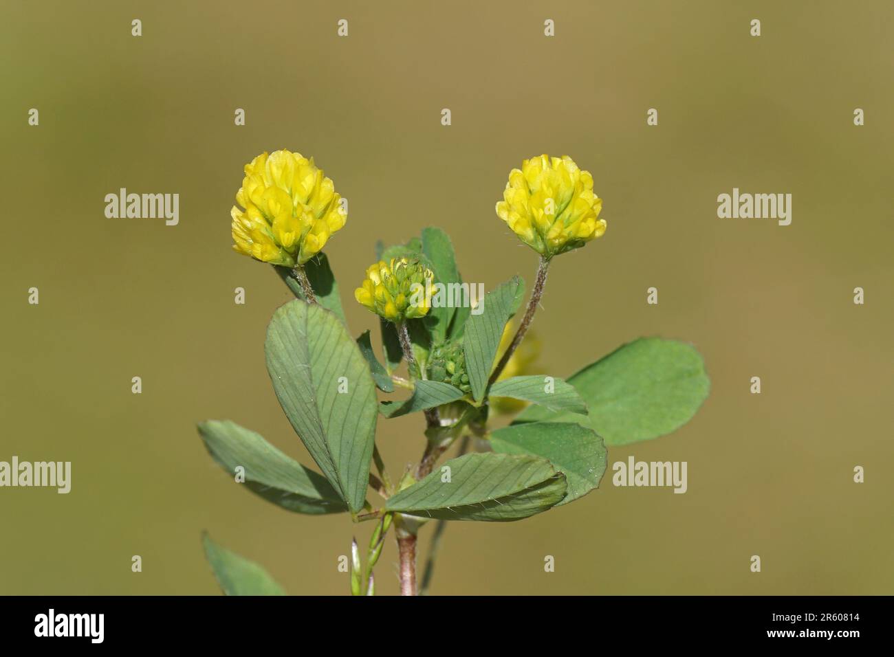 Close up yellows flowers of lesser trefoil (Trifolium dubium), family ...