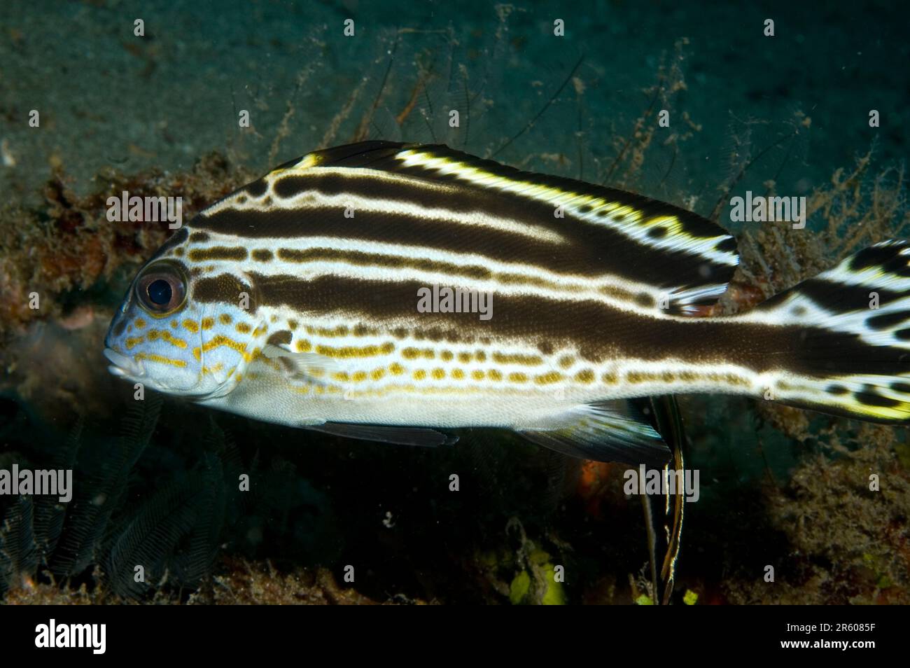 Plectorhinchus lessonii hi-res stock photography and images - Alamy