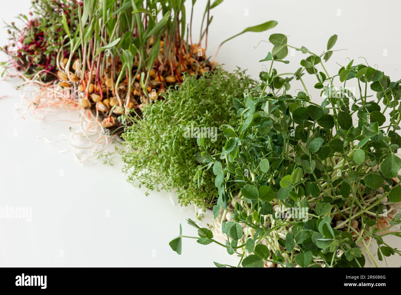 Microgreens with seeds and roots. Germination of microgreens Stock ...