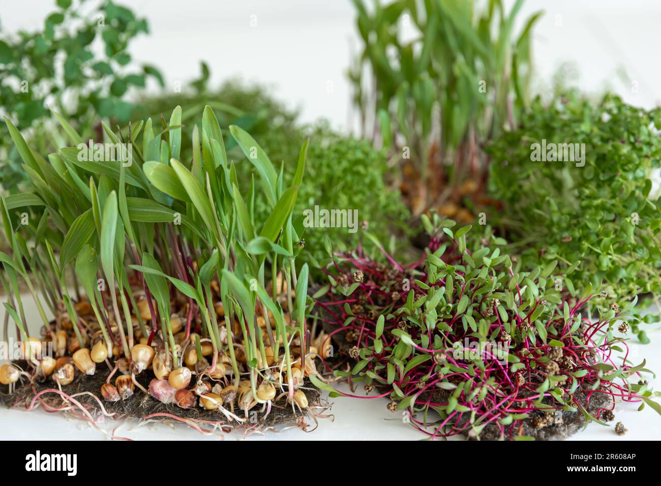 Microgreens with seeds and roots. Germination of microgreens Stock ...