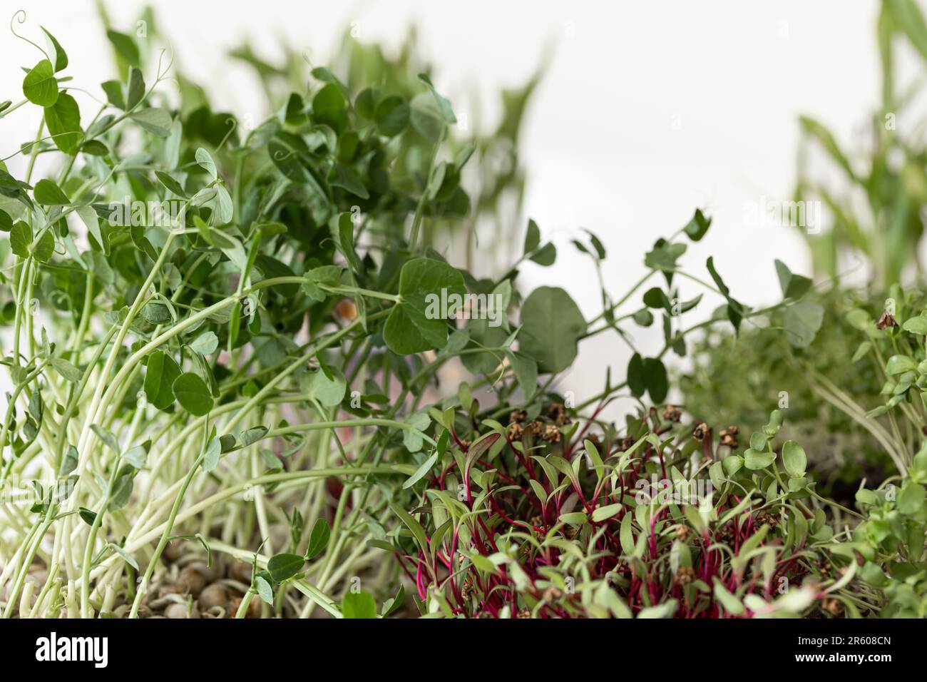 Germination of microgreens. Germination of seeds at home Stock Photo ...