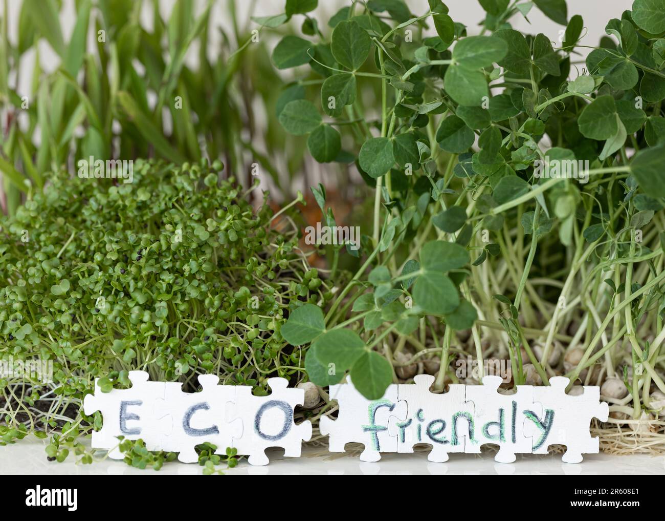Germination of microgreens. Germination of seeds at home Stock Photo ...