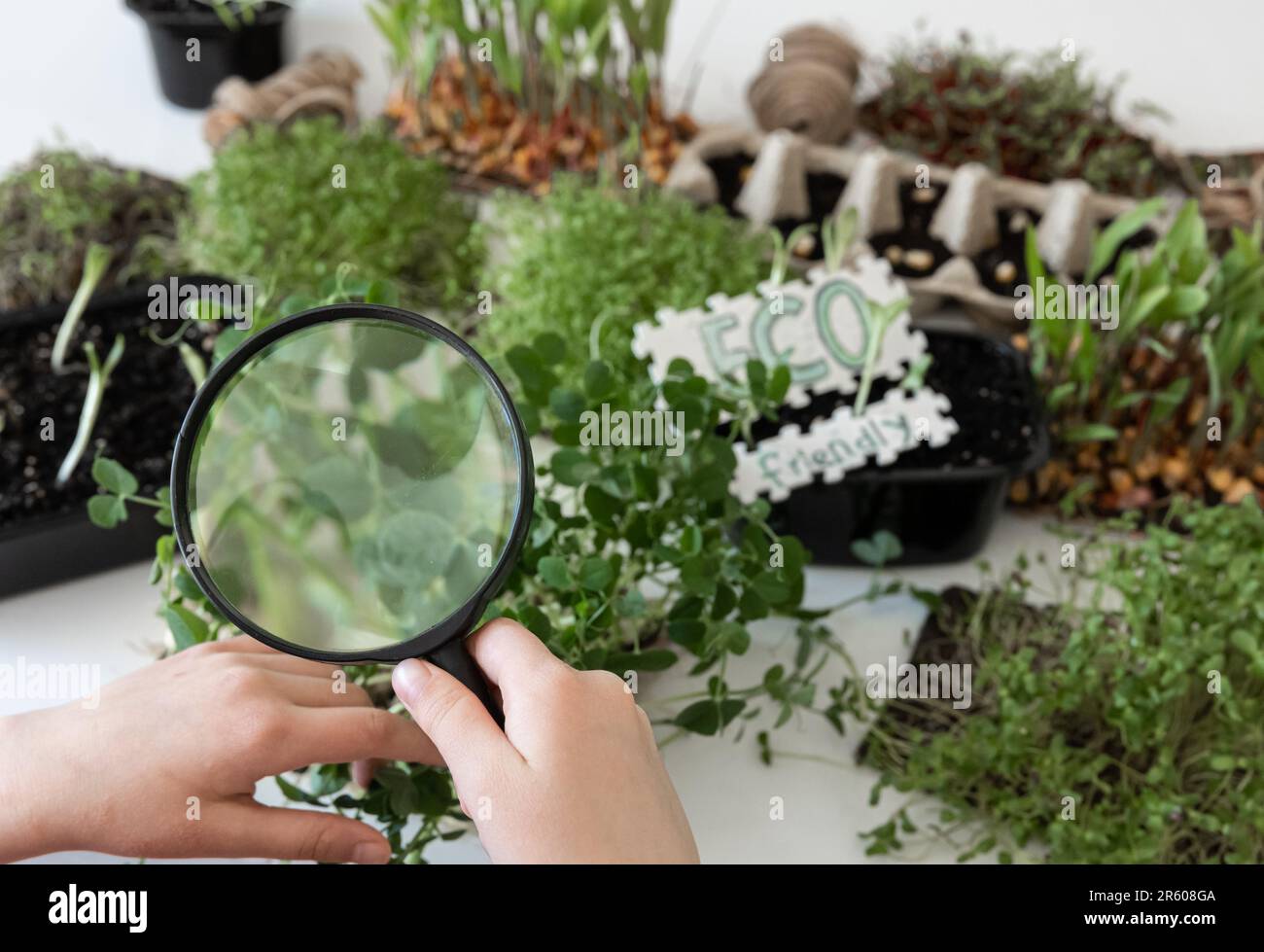 Germination of microgreens. Germination of seeds at home Stock Photo ...