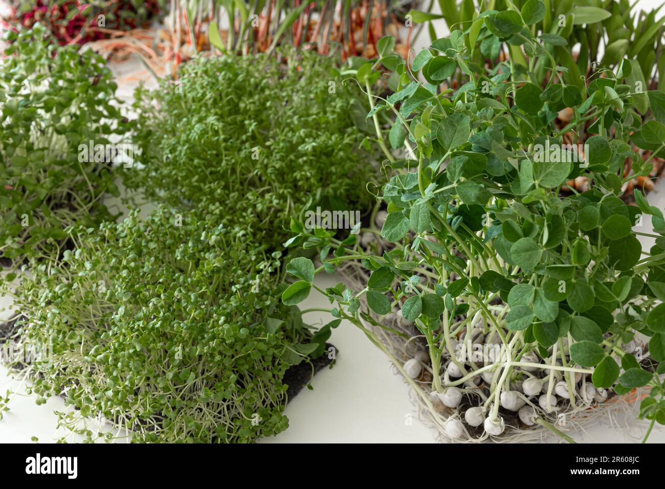 Microgreens with seeds and roots. Germination of microgreens Stock ...