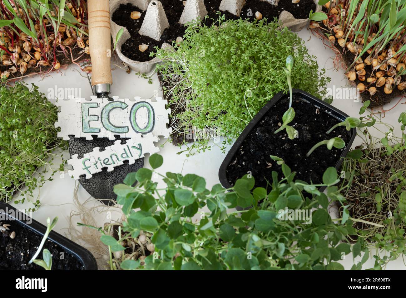 Germination of microgreens. Germination of seeds at home Stock Photo ...