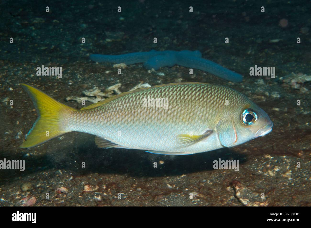 Peter's Monocle Bream, Scolopsis affinis, over sand, Aw Shucks dive ...
