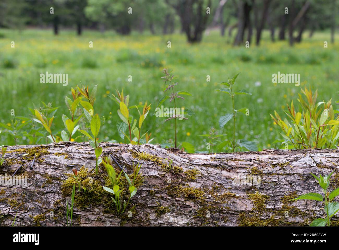 Wooden old log with bark and saplings in the middle of a green meadow ...