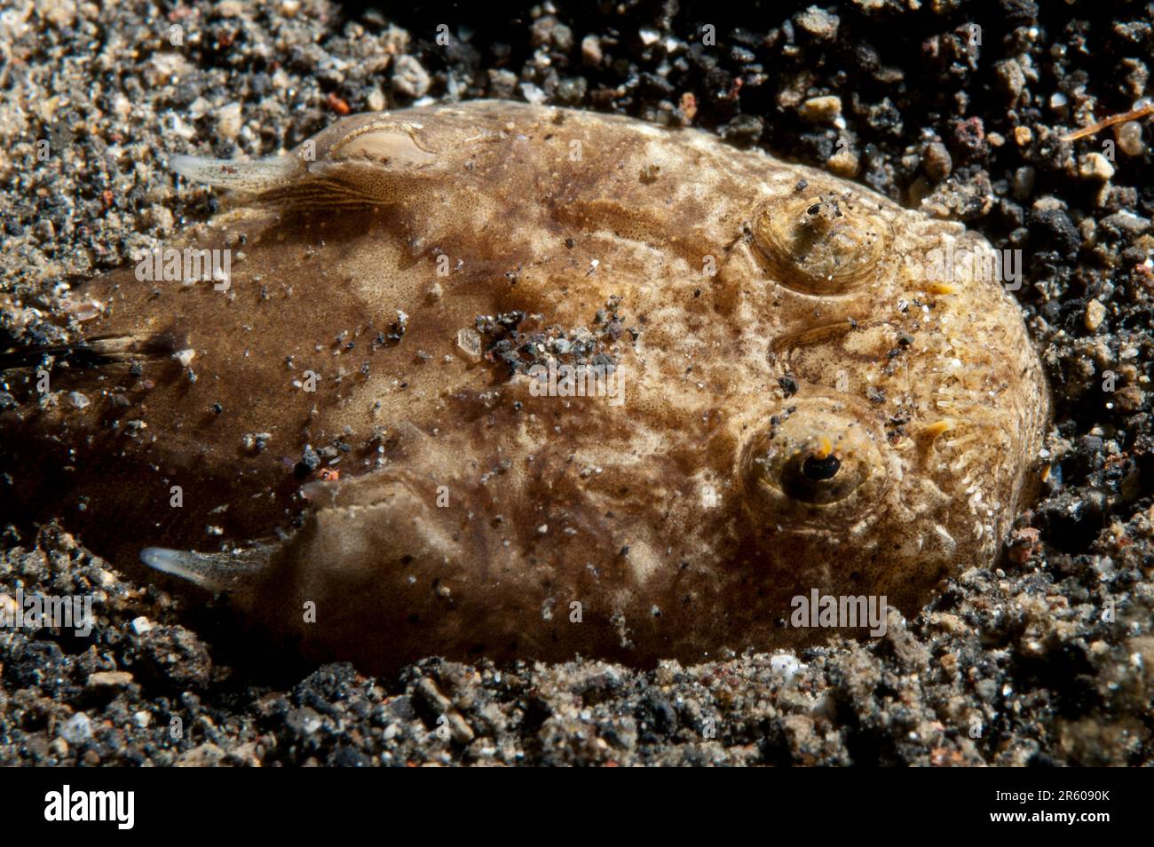 Marbled Stargazer, Uranoscopus bicinctus, with spines camouflaged on ...