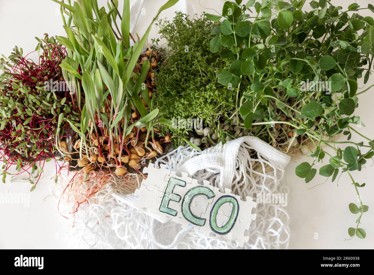 Germination of microgreens. Germination of seeds at home Stock Photo ...