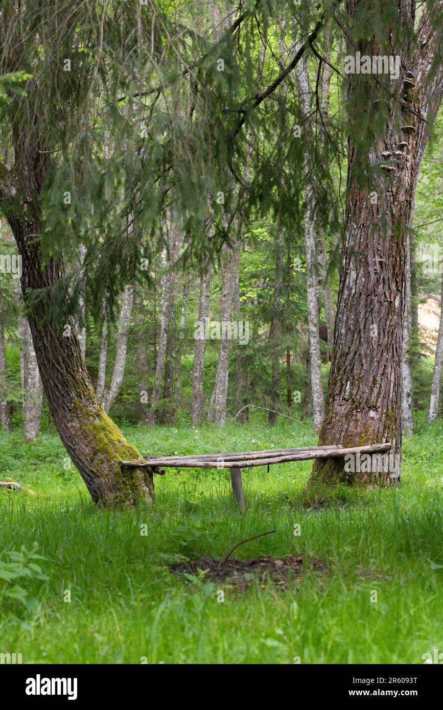 Wooden bench in the middle of a forest with trees and grass Stock Photo ...