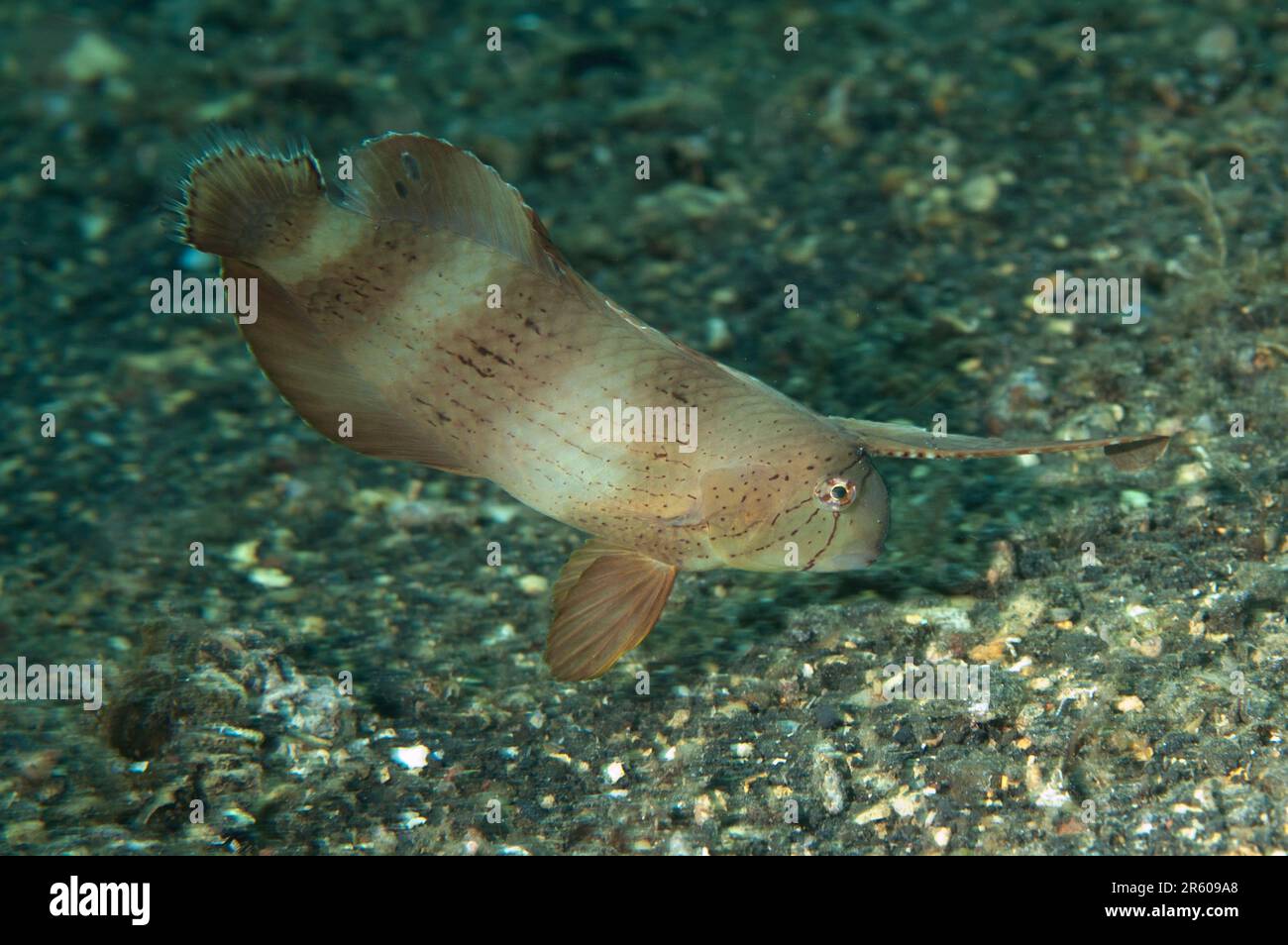 Juvenile peacock razorfish hi-res stock photography and images - Alamy