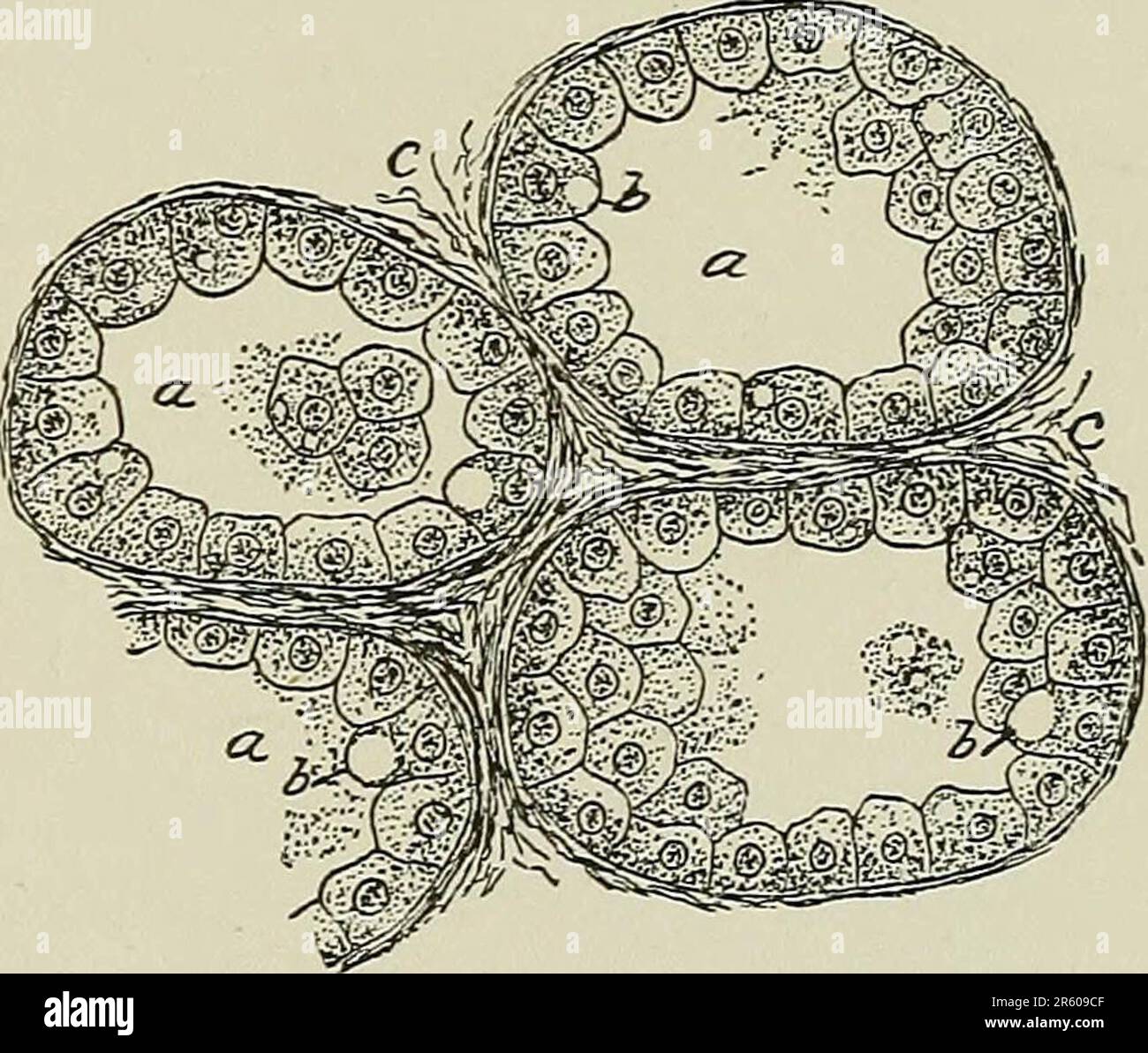 "Text-book of normal histology: including an account of the development ...