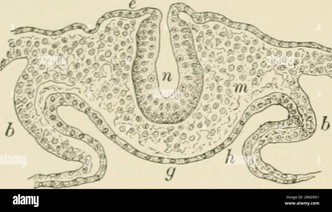 "Text-book of normal histology: including an account of the development ...
