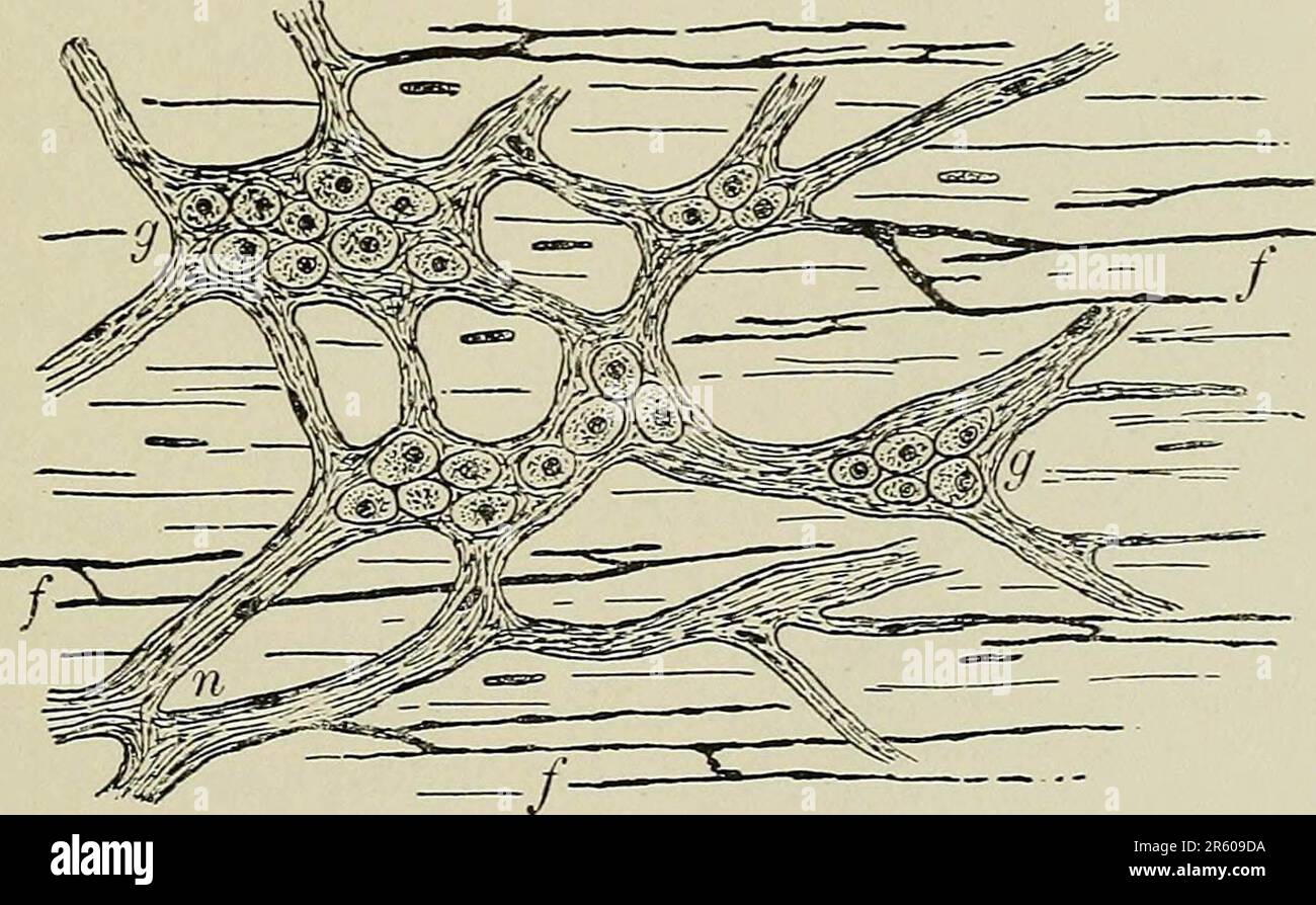 "Text-book of normal histology: including an account of the development ...