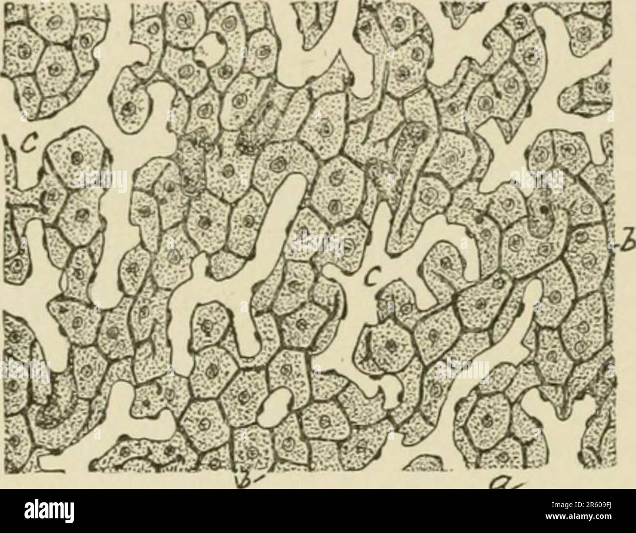 "Text-book of normal histology: including an account of the development ...