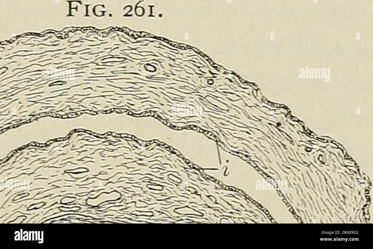 "Text-book of normal histology: including an account of the development ...