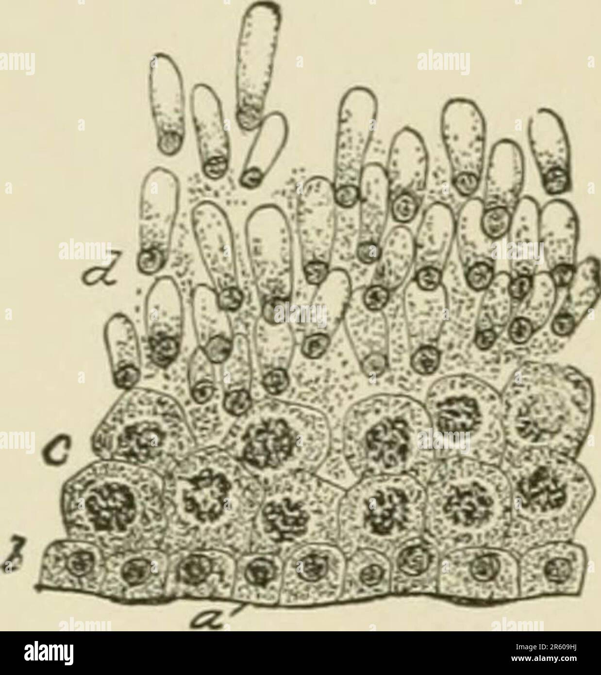 "Text-book of normal histology: including an account of the development ...
