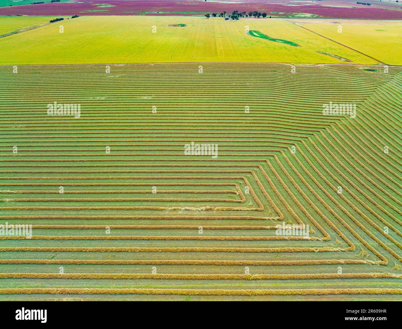 Aerial view of harvester lines in front of a canola field on farmland ...