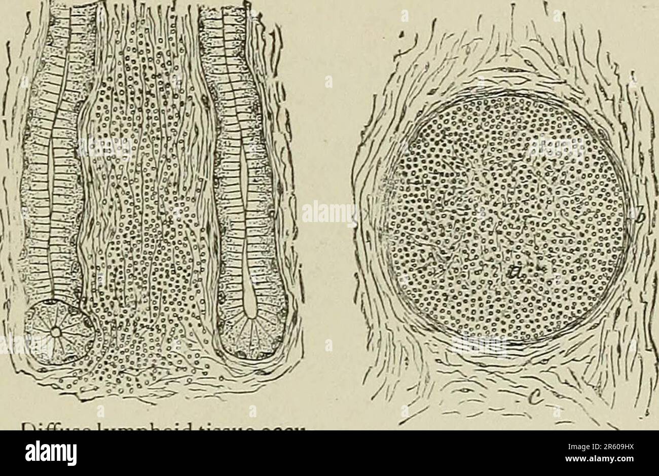 "Text-book of normal histology: including an account of the development ...