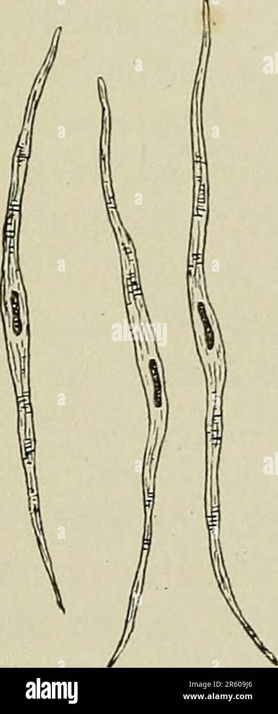 "Text-book of normal histology: including an account of the development ...