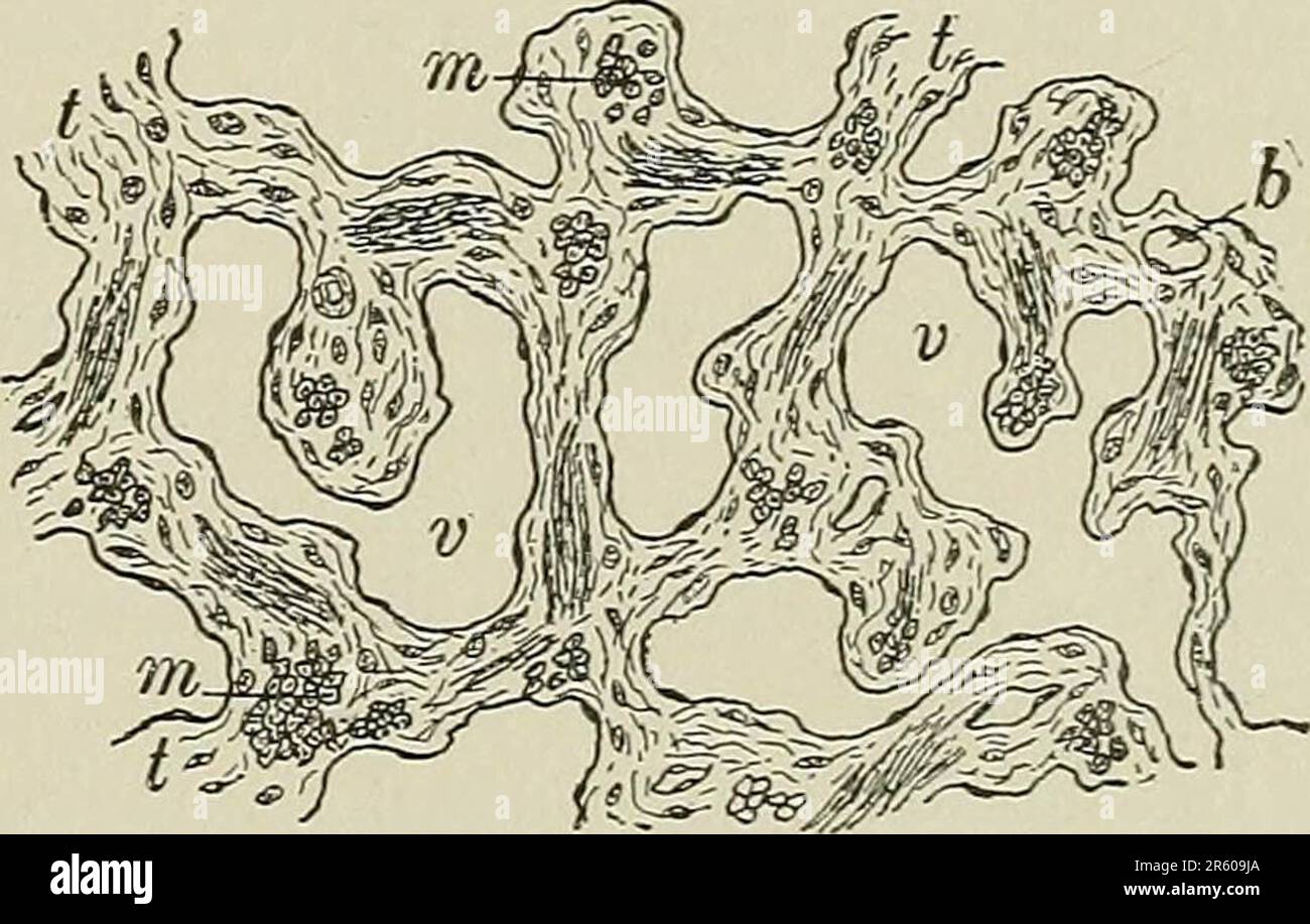 "Text-book of normal histology: including an account of the development ...