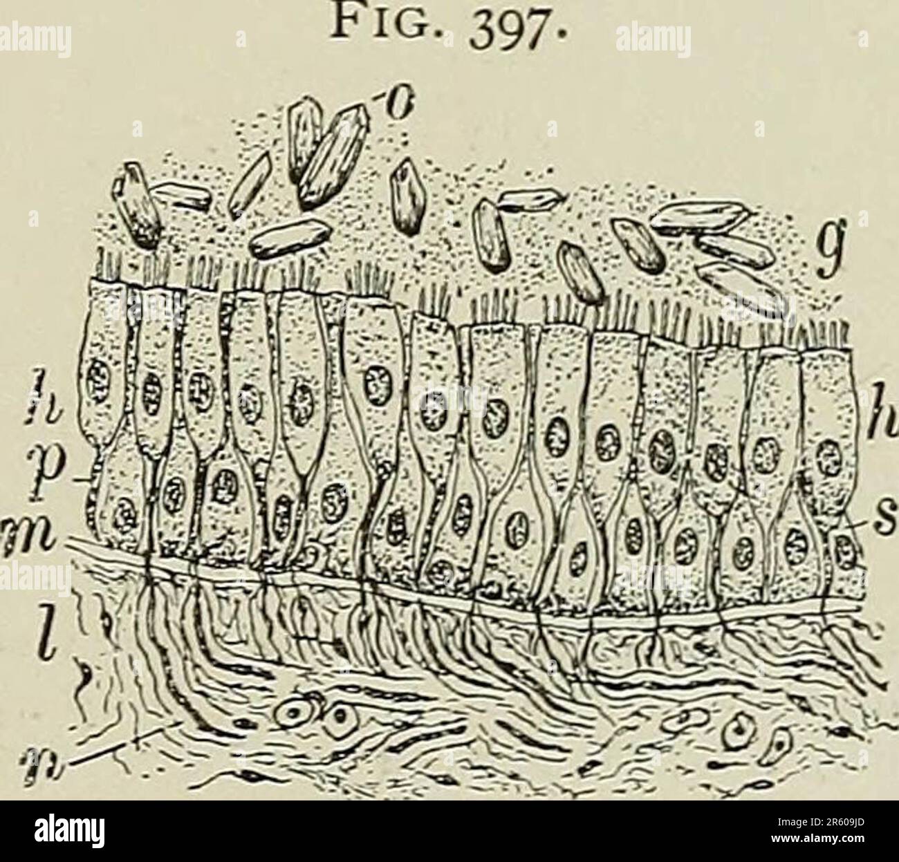 "Text-book of normal histology: including an account of the development ...
