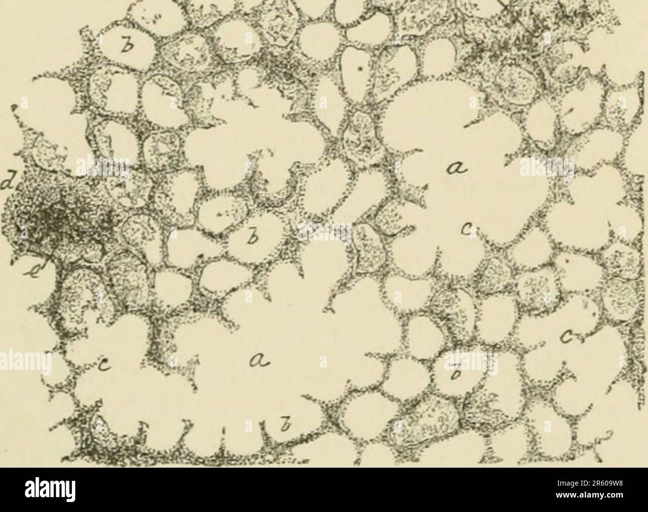 "Text-book of normal histology: including an account of the development ...