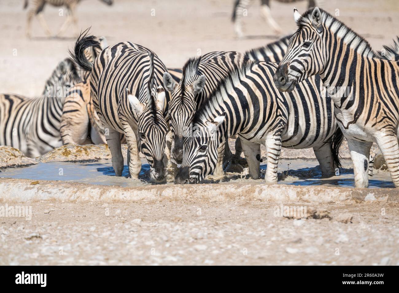 Herd of zebras drinking water at waterhole in Etosha; Equus burchell's ...
