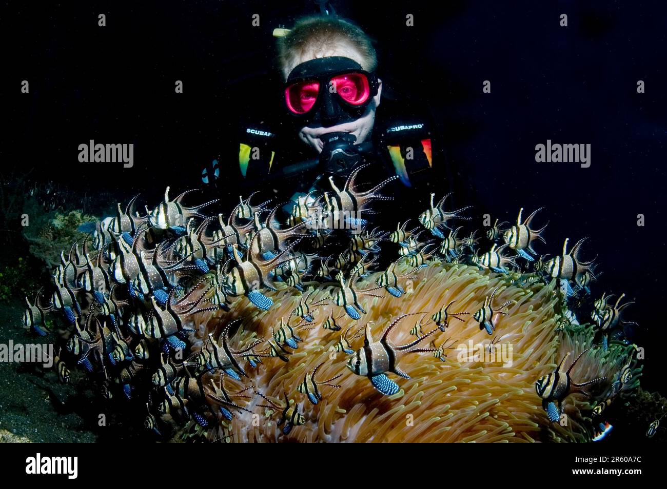 Diver by Banggai Cardinalfish, Pterapogon kauderni, on Magnificent Sea ...