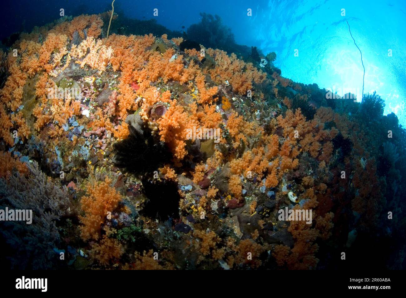 Glomerate Tree Coral, Spongodes sp, with sun, Dante's Wall dive site ...