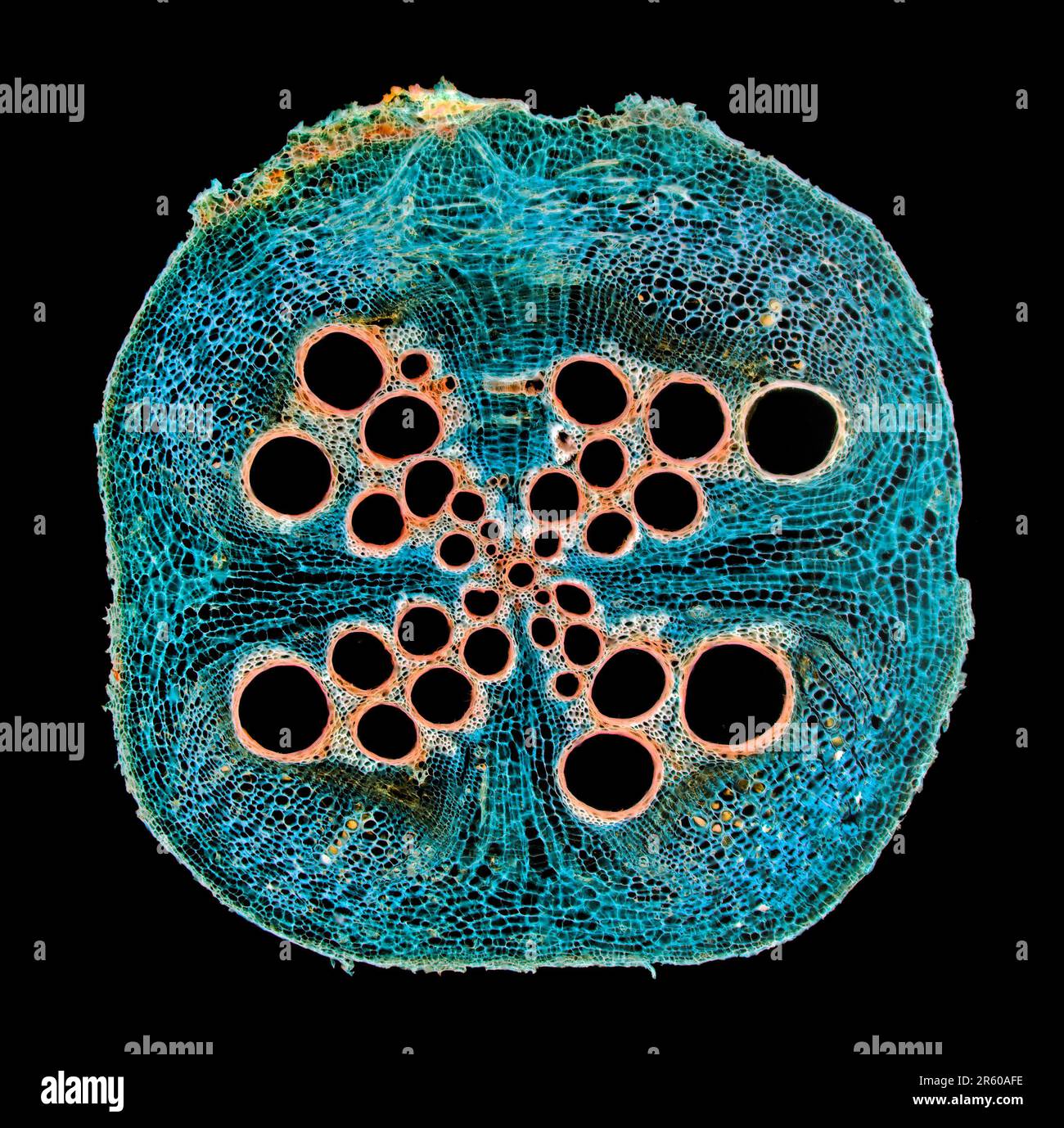 Gourd family hi-res stock photography and images - Alamy