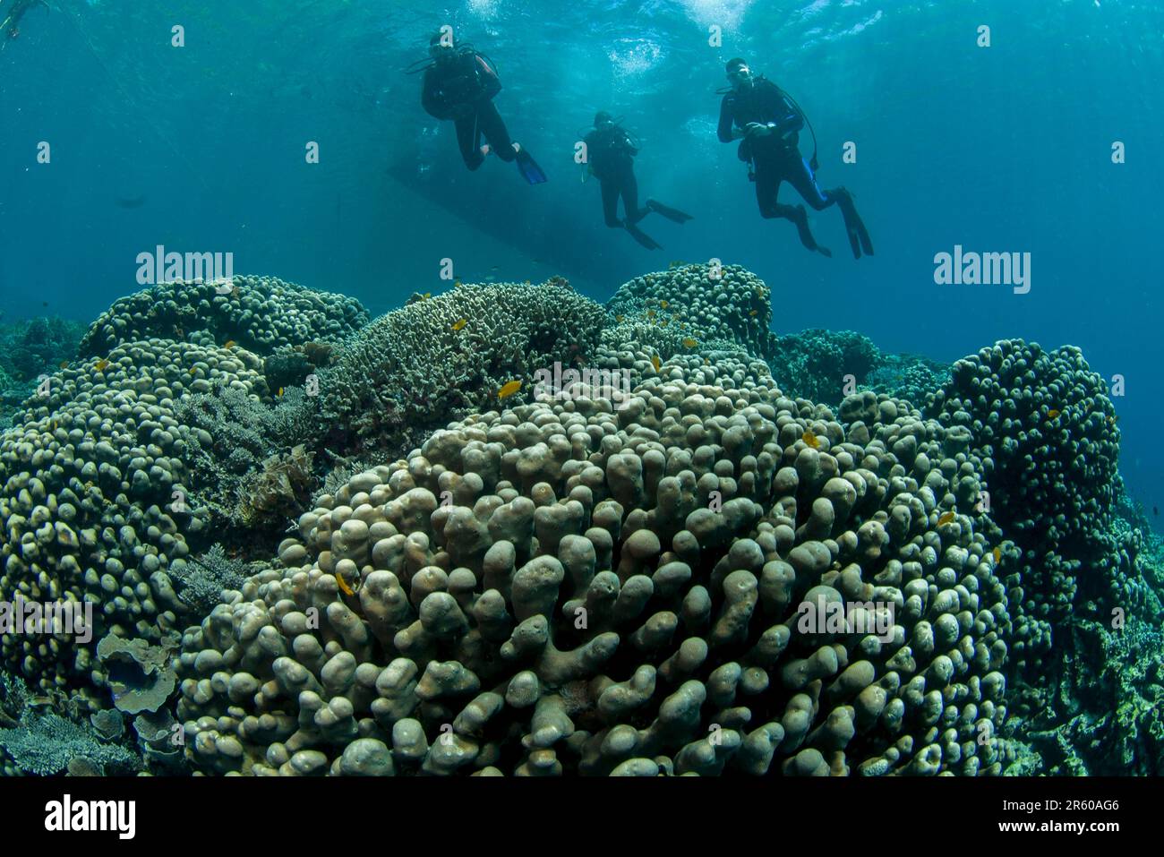 Divers above Potato Coral, Pavona clavus, Pulau Putus dive site, Lembeh ...