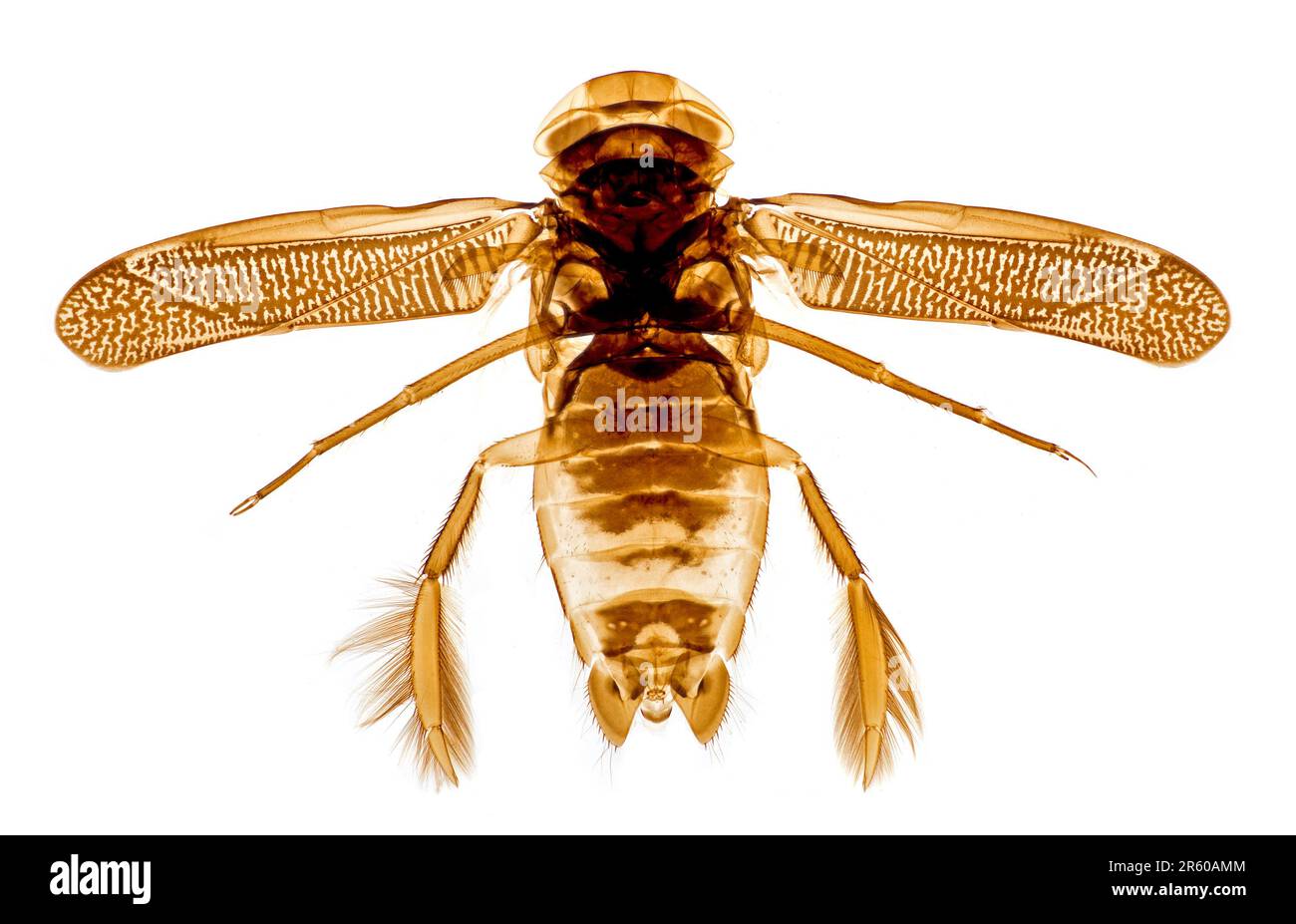 Corixa sp hi-res stock photography and images - Alamy