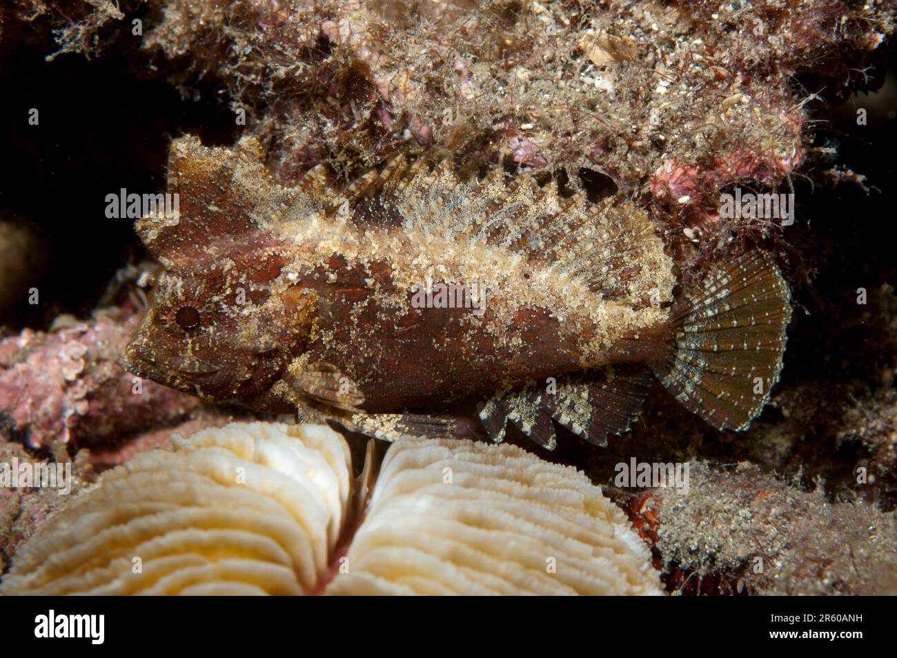 Longspine Waspfish, Paracentropogon longispinus, Lembeh Island Resort ...